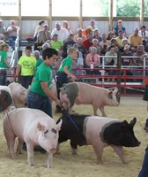 Hancock County Fair 2025 | Greenfield, IN